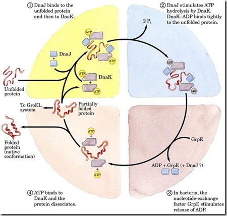 Biologos_Anonimos: 7.4.1 Modificacion De Proteinas Postraduccion..!